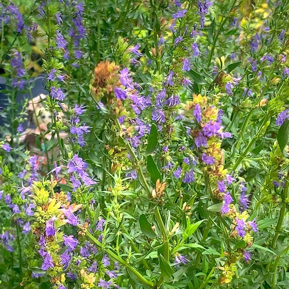 Hand Crafted | Other | 3 Organic Dried Hyssop Flower Smudge Sticks Or ...